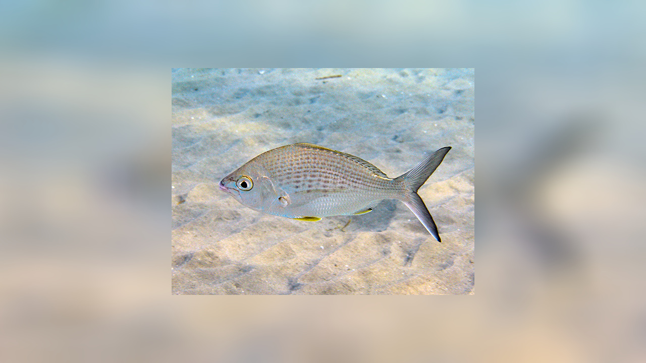 Gerres methueni Strongspine silver-biddy