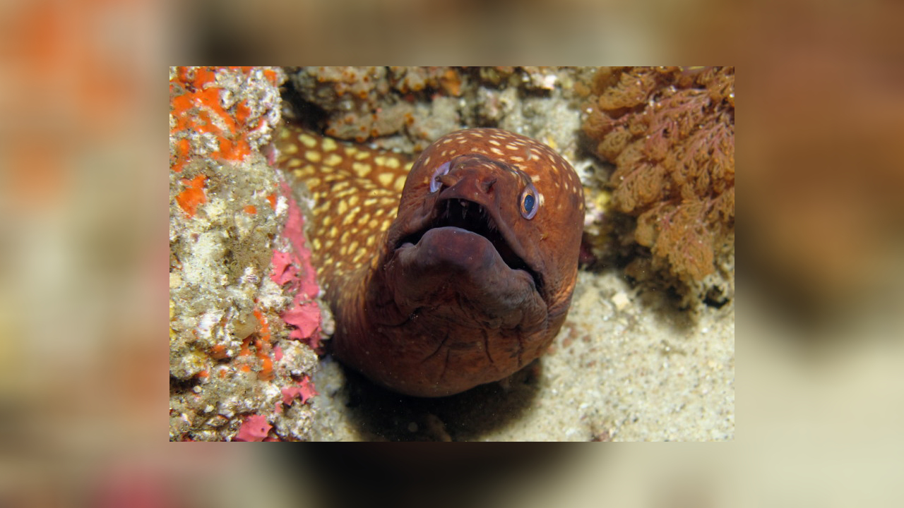 Gymnothorax prionodon Australian mottled moray, Saw-toothed Eel, Indo ...