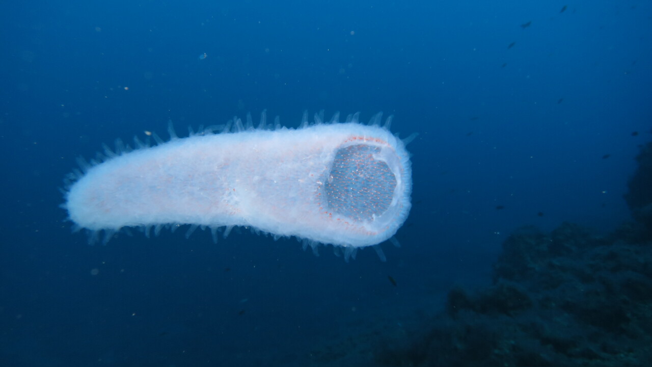 Pyrosoma atlanticum Pyrosoma atlanticum