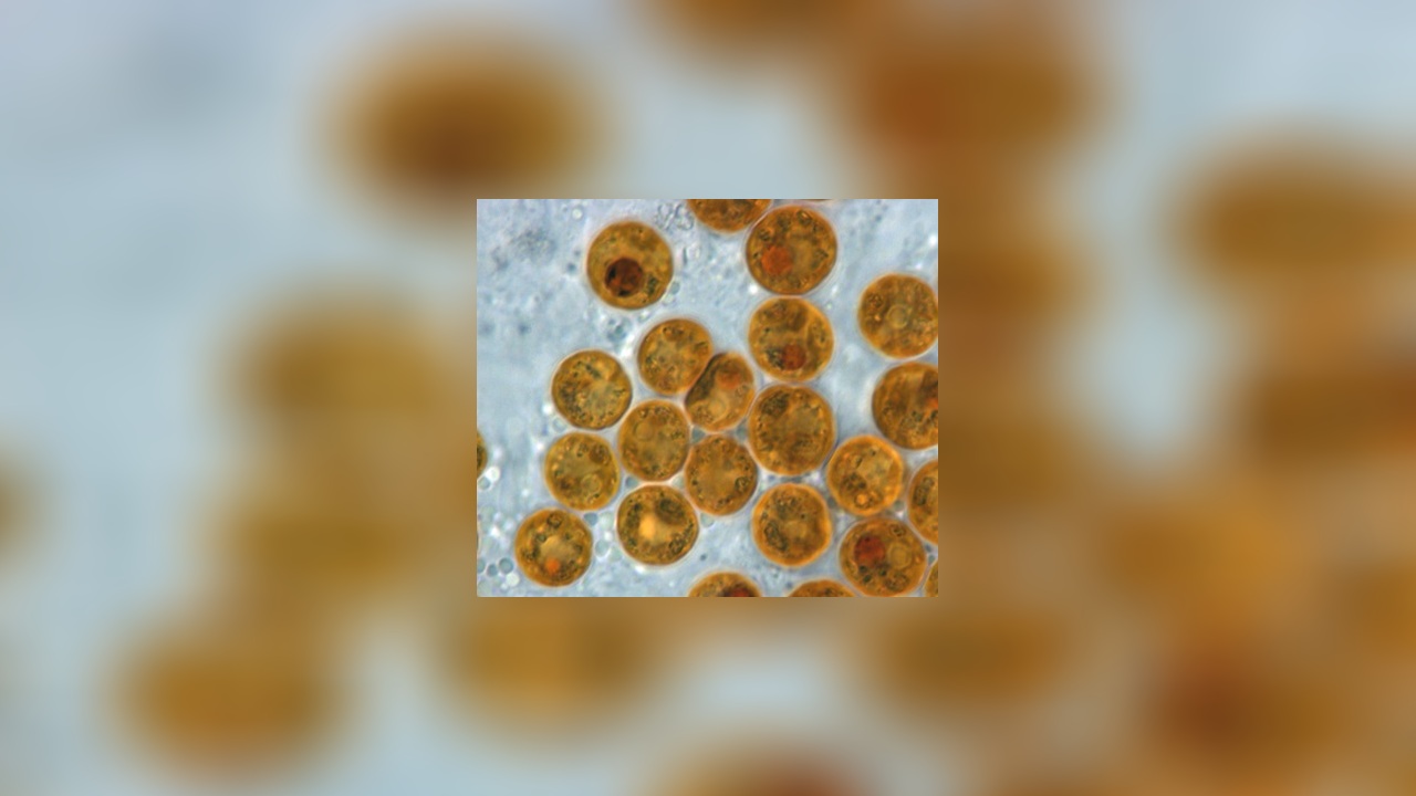 Symbiodinium sp.01 Zooxanthellen