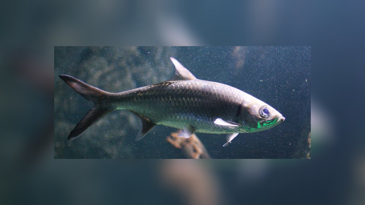Megalops cyprinoides Indo-Pacific tarpon