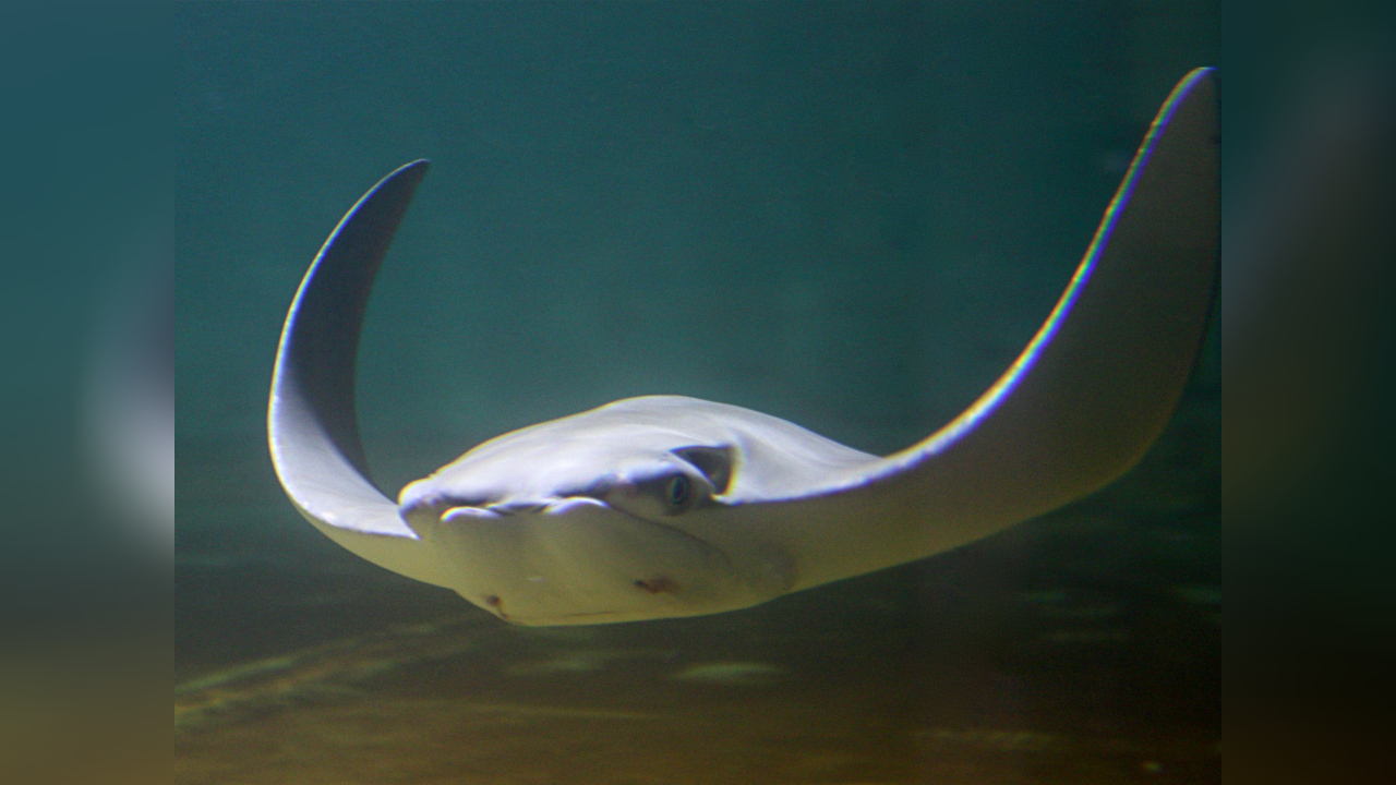Rhinoptera javanica Flapnose ray, Javanese Cownose Ray