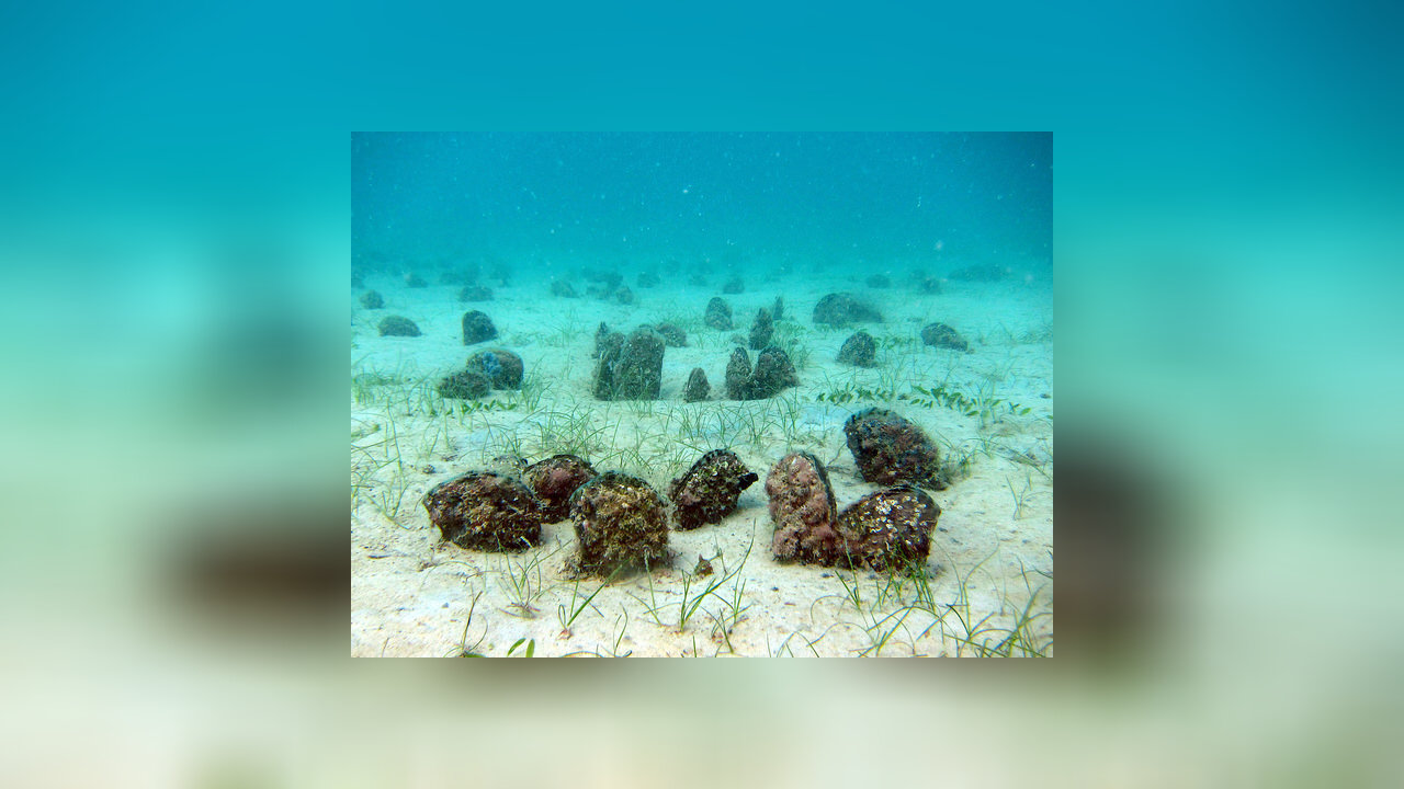 Pinna muricata Steckmuschel