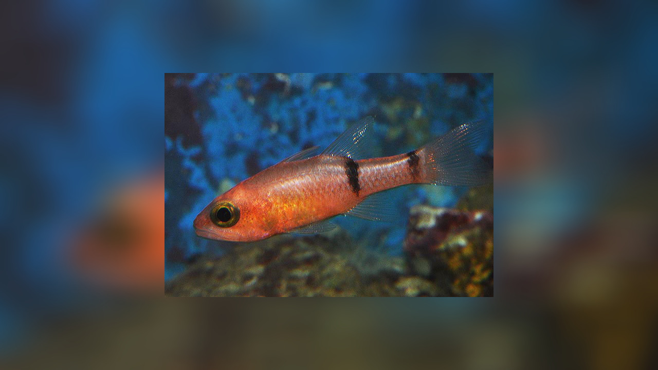 Apogon binotatus Barred cardinalfish