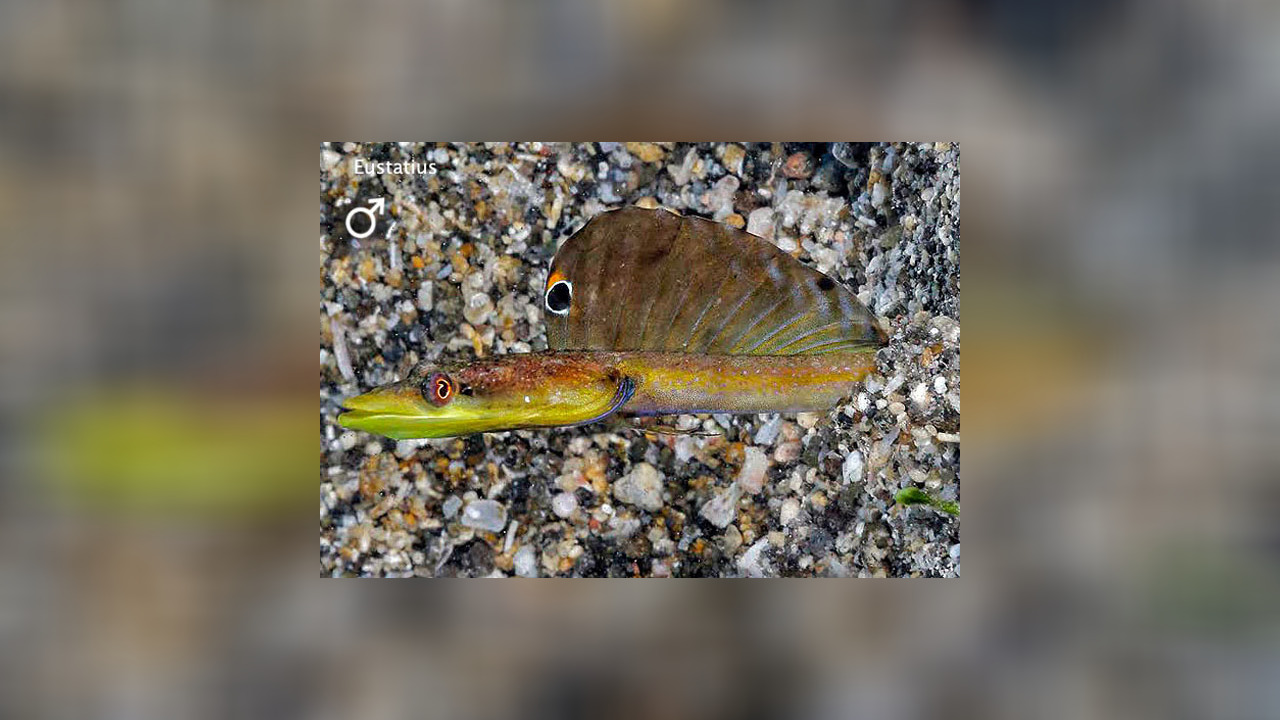 Chaenopsis limbaughi Hechtschleimfisch