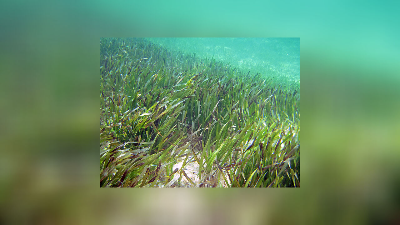 Thalassia testudinum Turtle grass