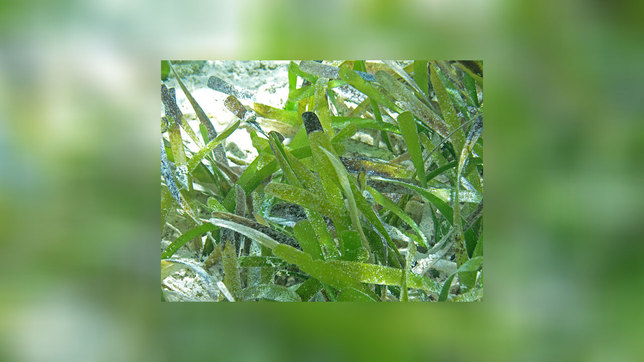 Thalassia testudinum Turtle grass