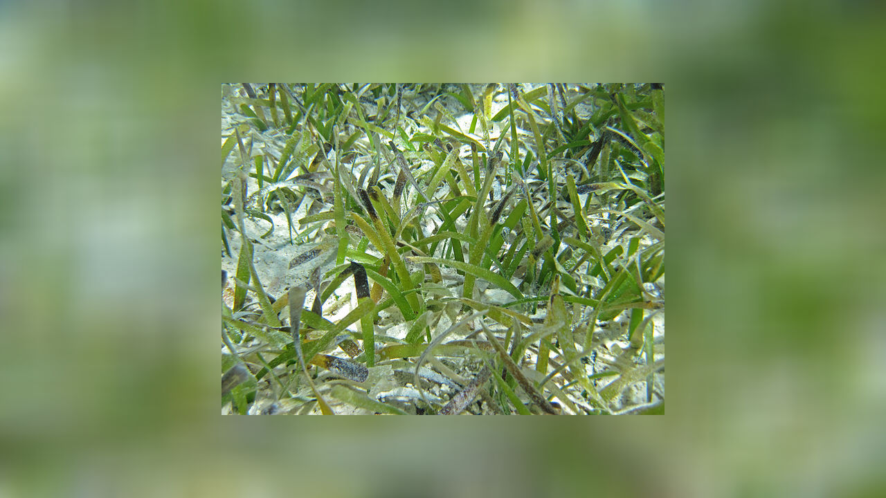 Thalassia testudinum Seegras