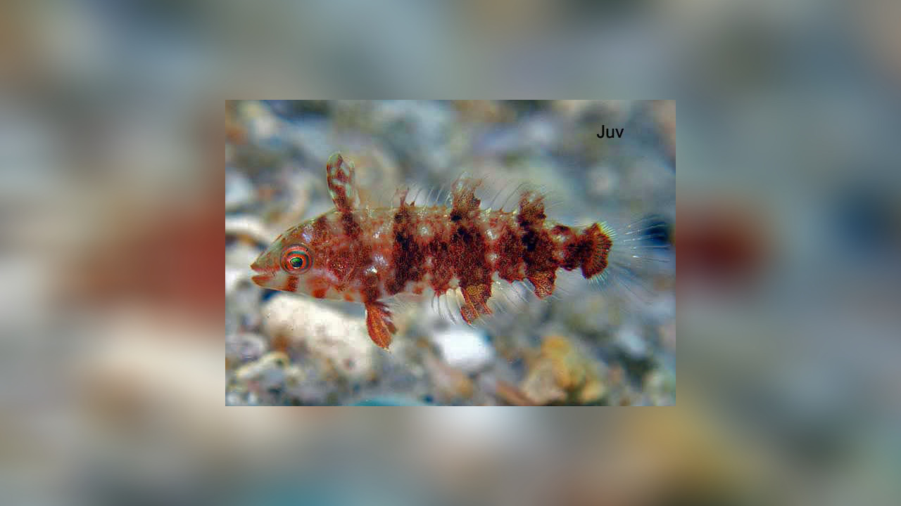 Xyrichtys splendens Green razorfish