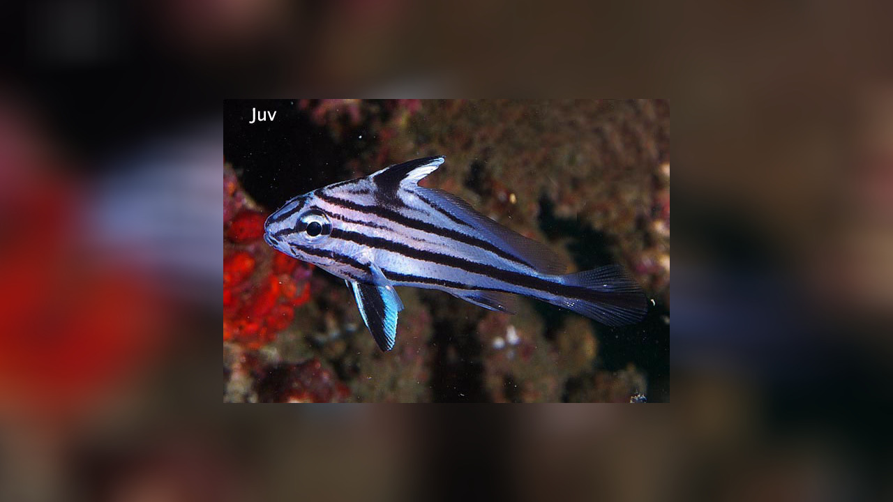 Pareques umbrosus Cubbyu