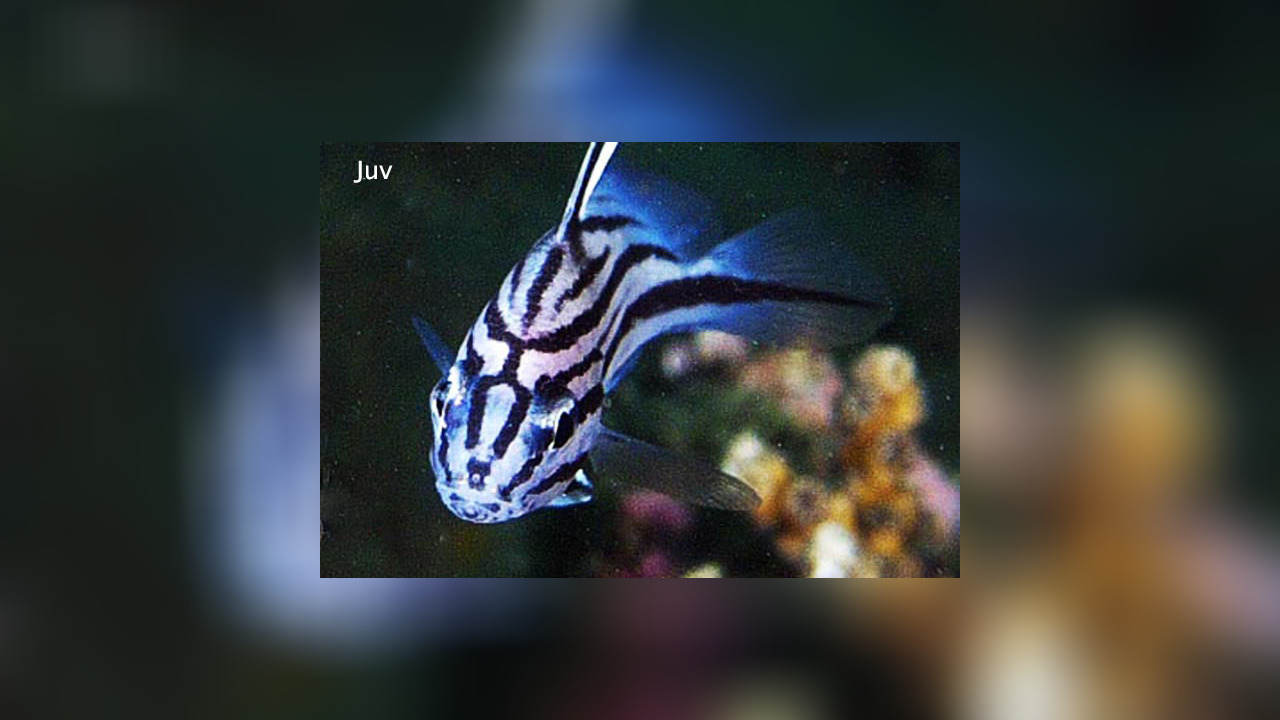 Pareques umbrosus Umberfisch