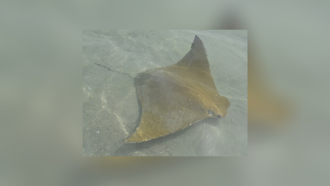 Rhinoptera javanica Kuhnasenrochen