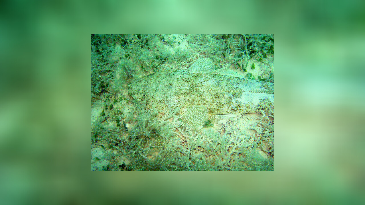 Platycephalus indicus Bartail flathead