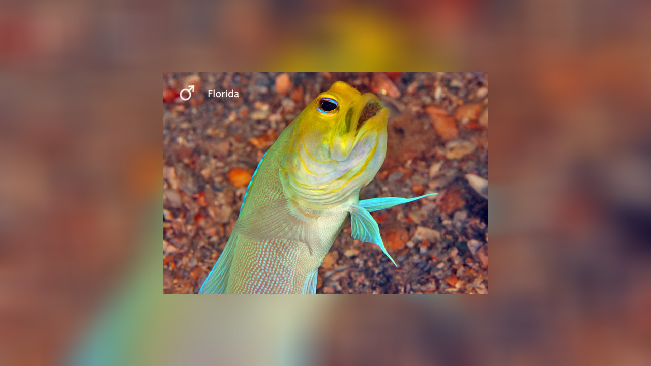 Opistognathus aurifrons Yellowhead jawfish