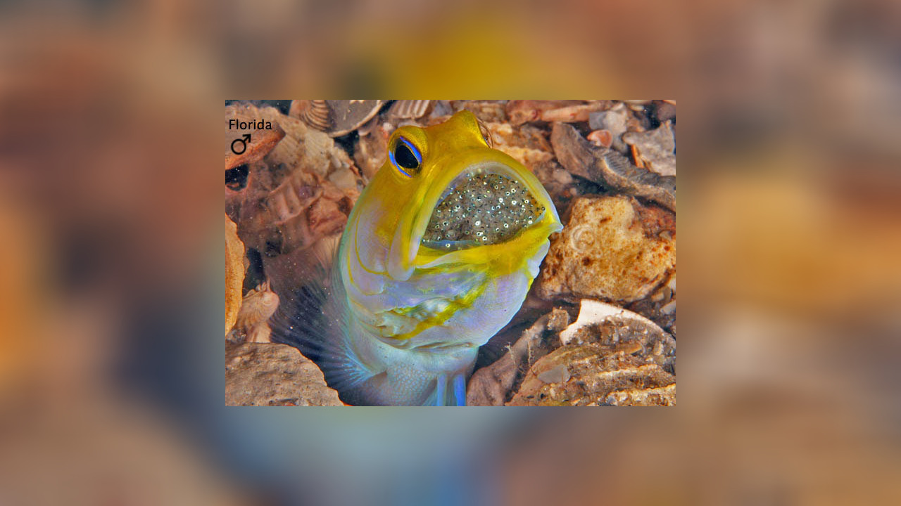 Opistognathus aurifrons Yellowhead jawfish