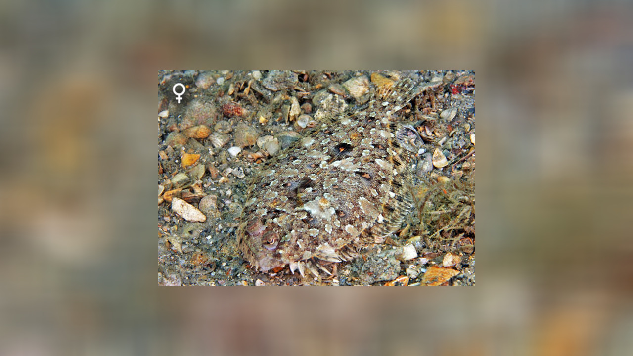 Bothus ocellatus Augenfleckbutt