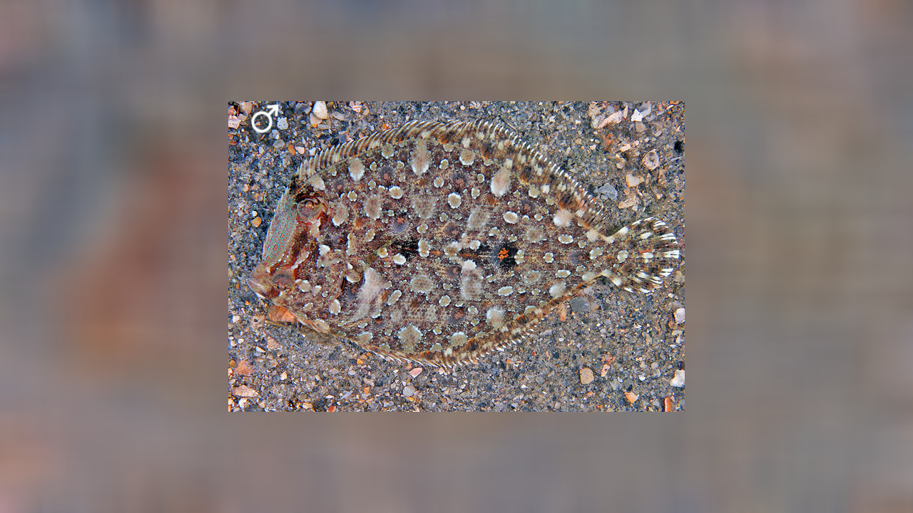 Bothus ocellatus Augenfleckbutt