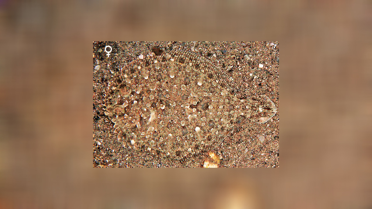 Bothus ocellatus Augenfleckbutt