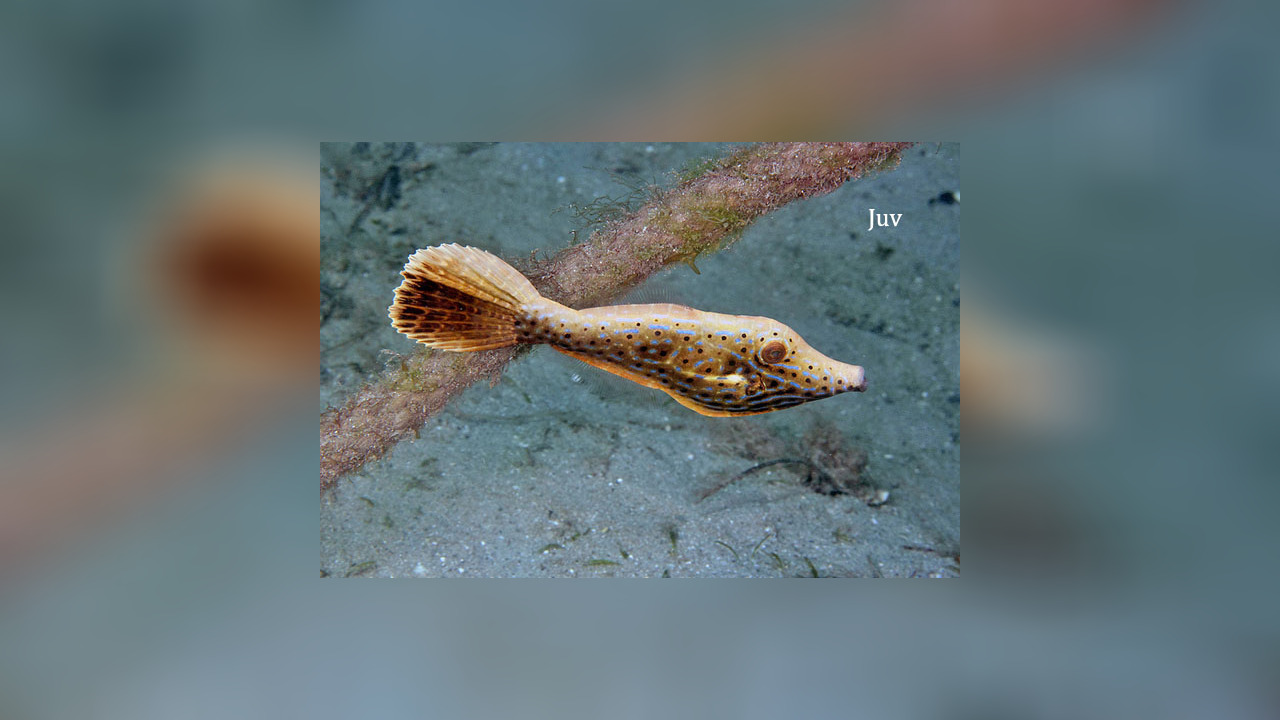 Aluterus scriptus Schrift-Feilenfisch