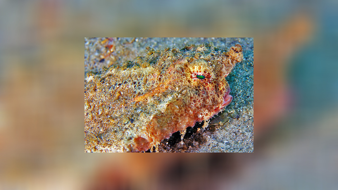 Ogcocephalus parvus Seefledermaus