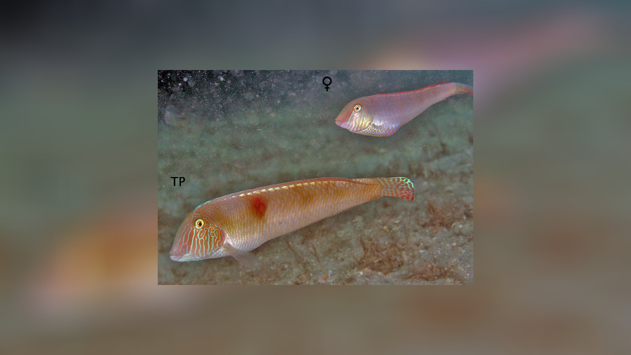 Xyrichtys novacula Pearly razorfish, Cleaver Wrasse