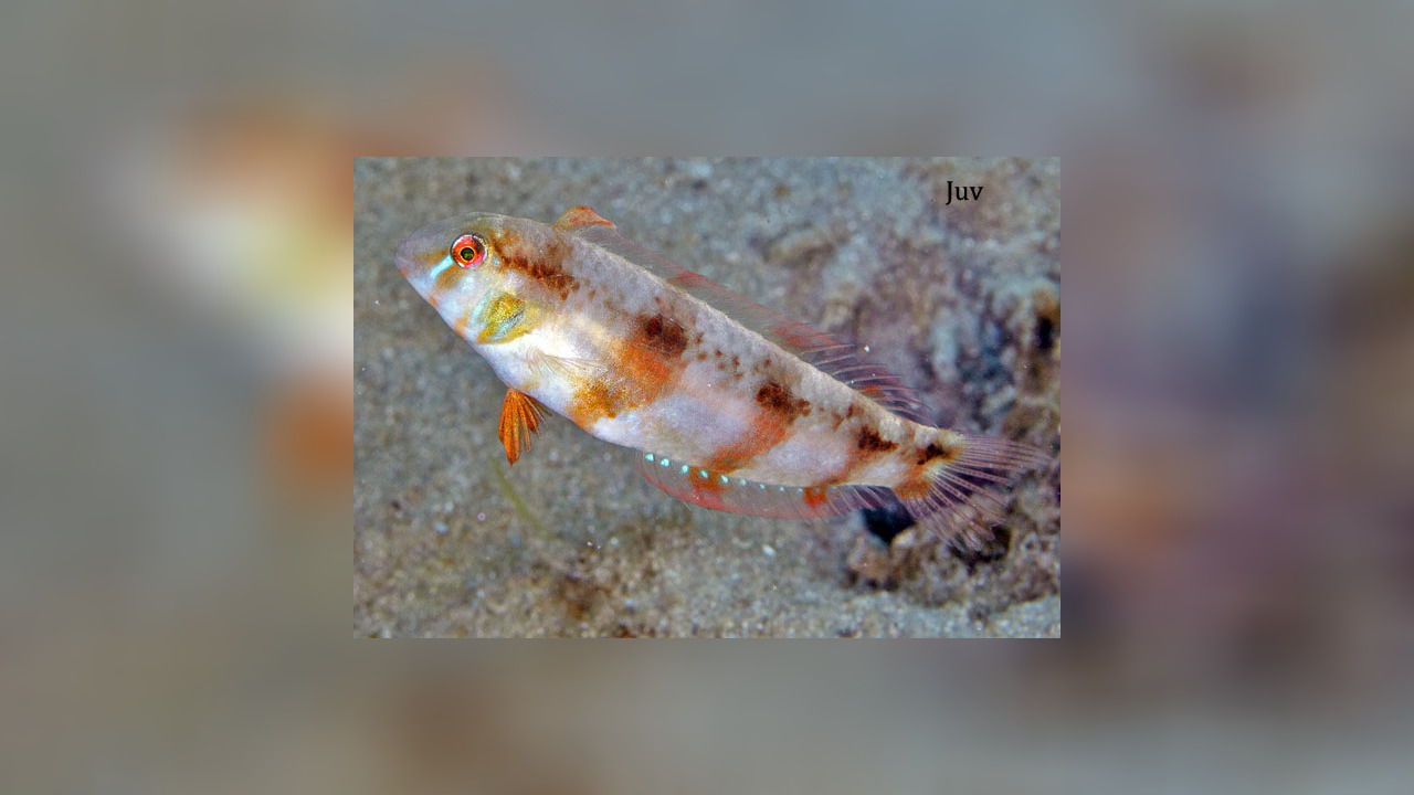 Xyrichtys novacula Pearly razorfish, Cleaver Wrasse