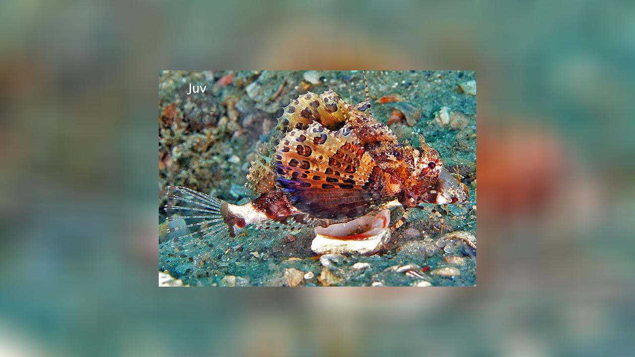 Prionotus ophryas Bandtail searobin
