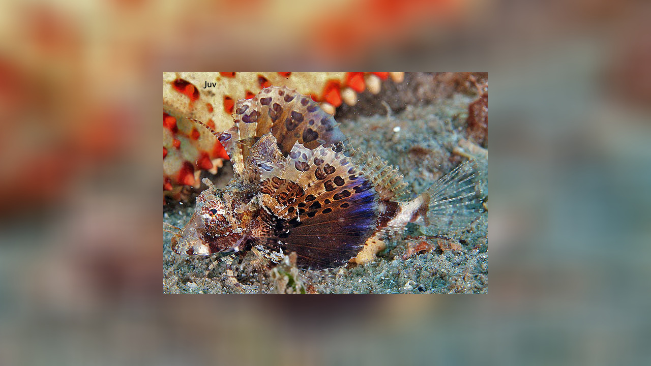 Prionotus ophryas Bandtail searobin