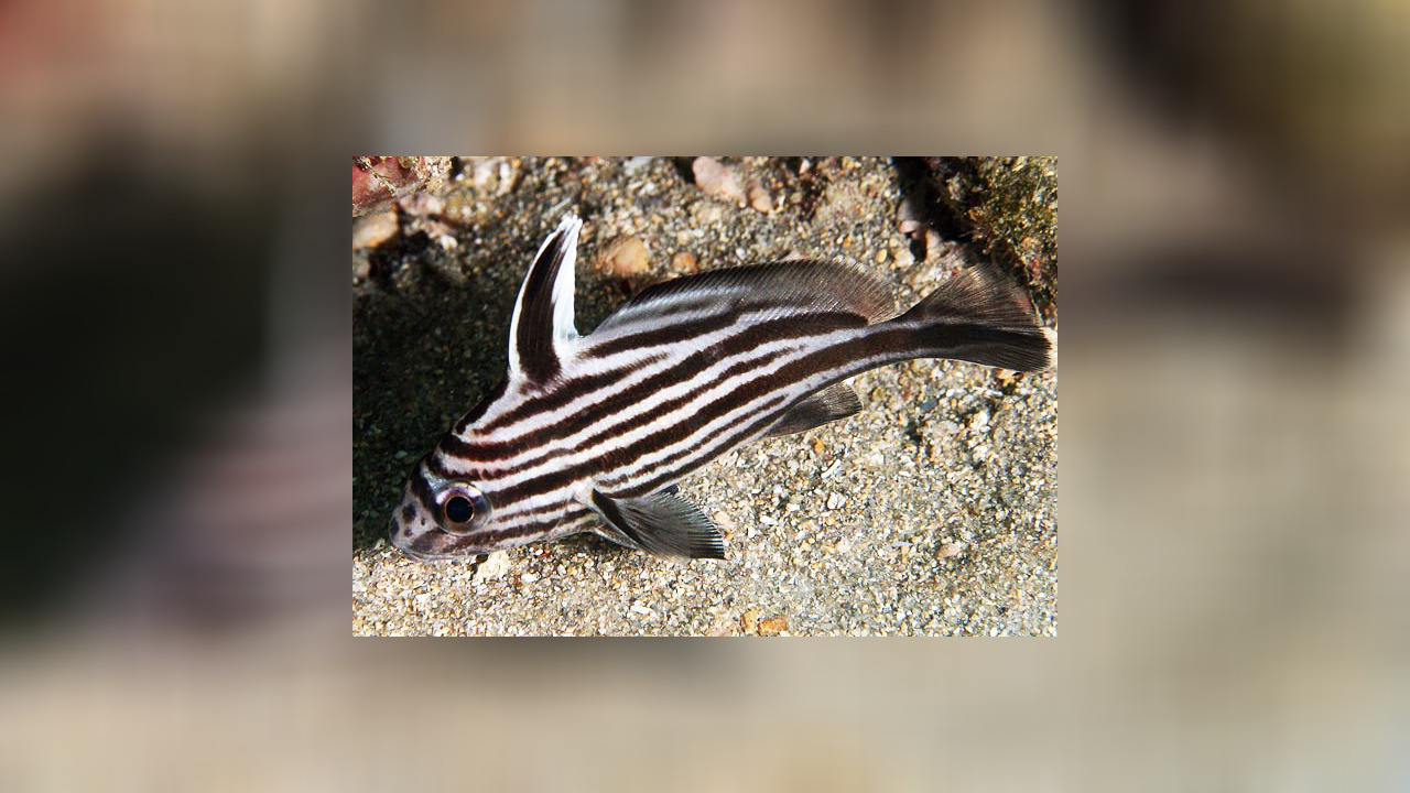 Pareques acuminatus Streifen-Ritterfisch