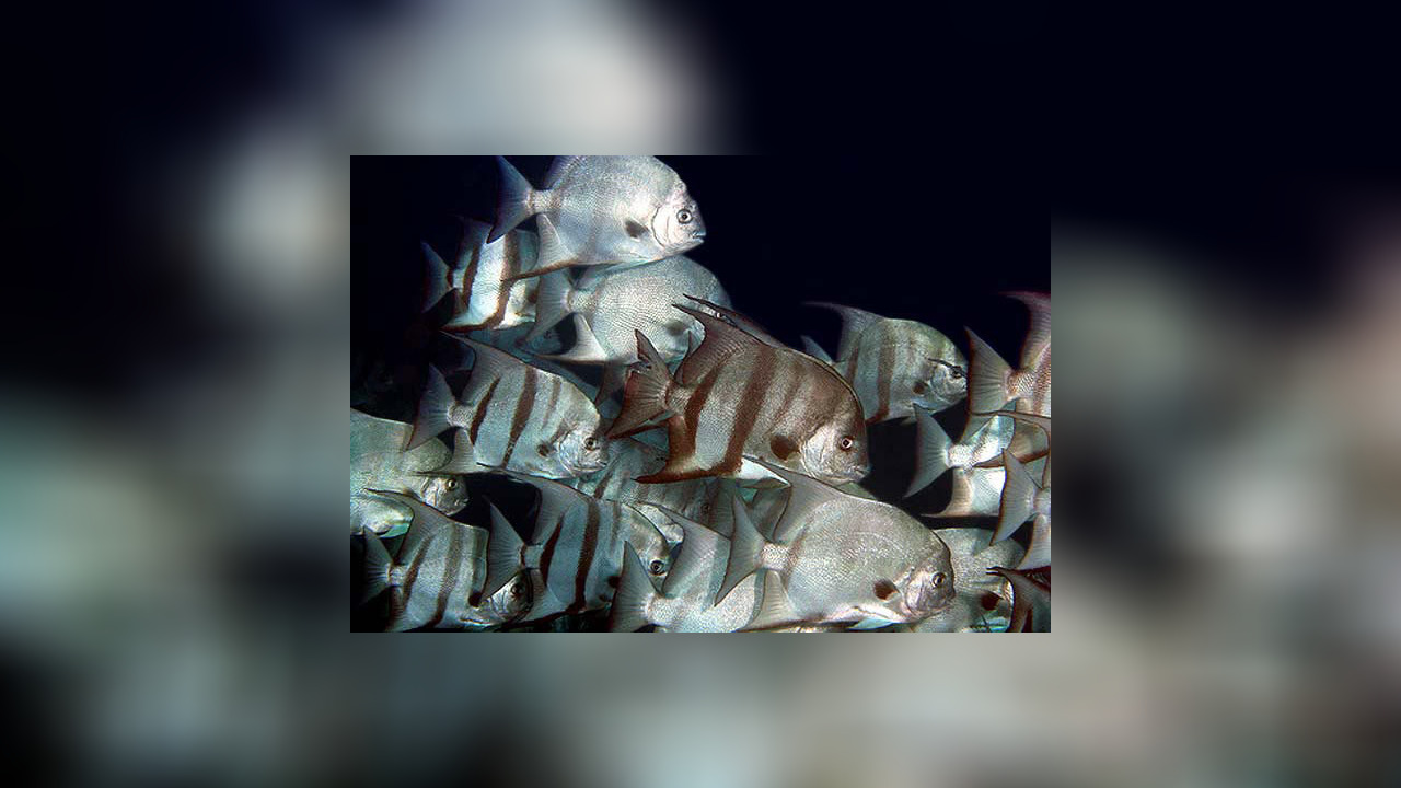 Chaetodipterus faber Atlantic spadefish