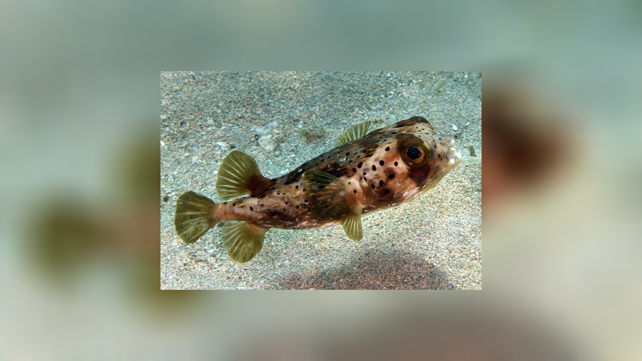 Diodon holocanthus Long-spine porcupinefish