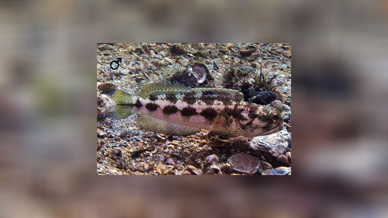 Opistognathus macrognathus banded Jawfish