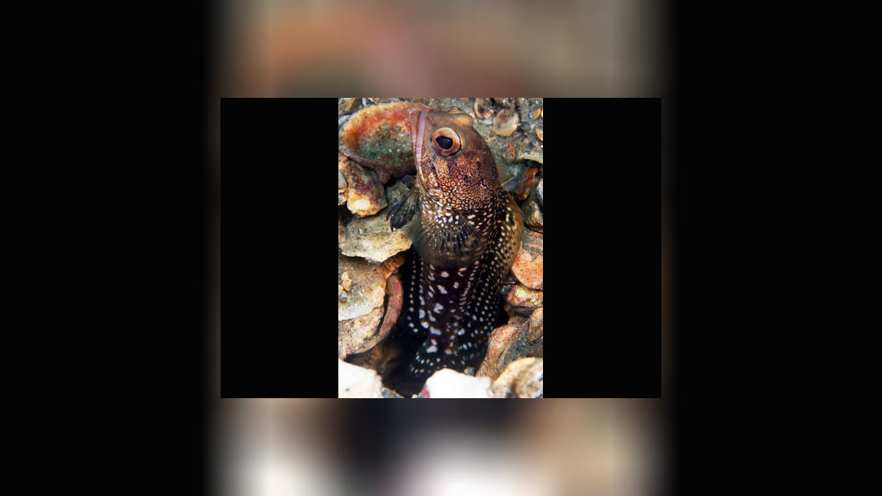Opistognathus macrognathus banded Jawfish