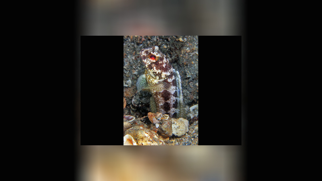 Opistognathus macrognathus banded Jawfish