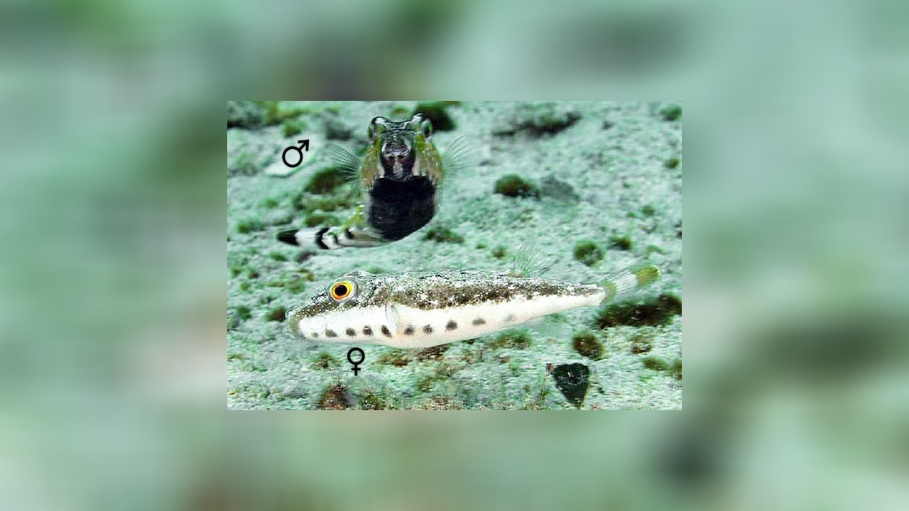 Sphoeroides spengleri Bandtail Puffer, Bandtail Pufferfish, Puffer