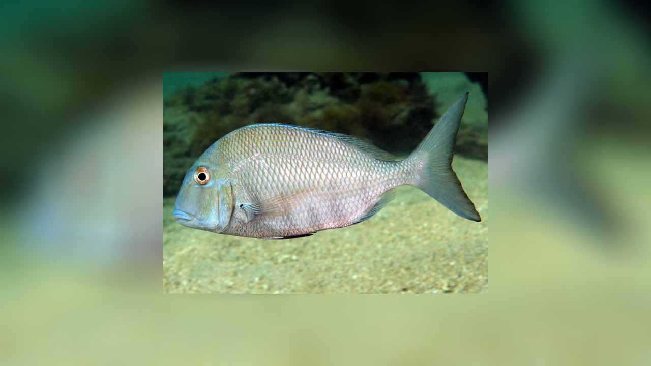 Calamus penna Sheepshead porgy