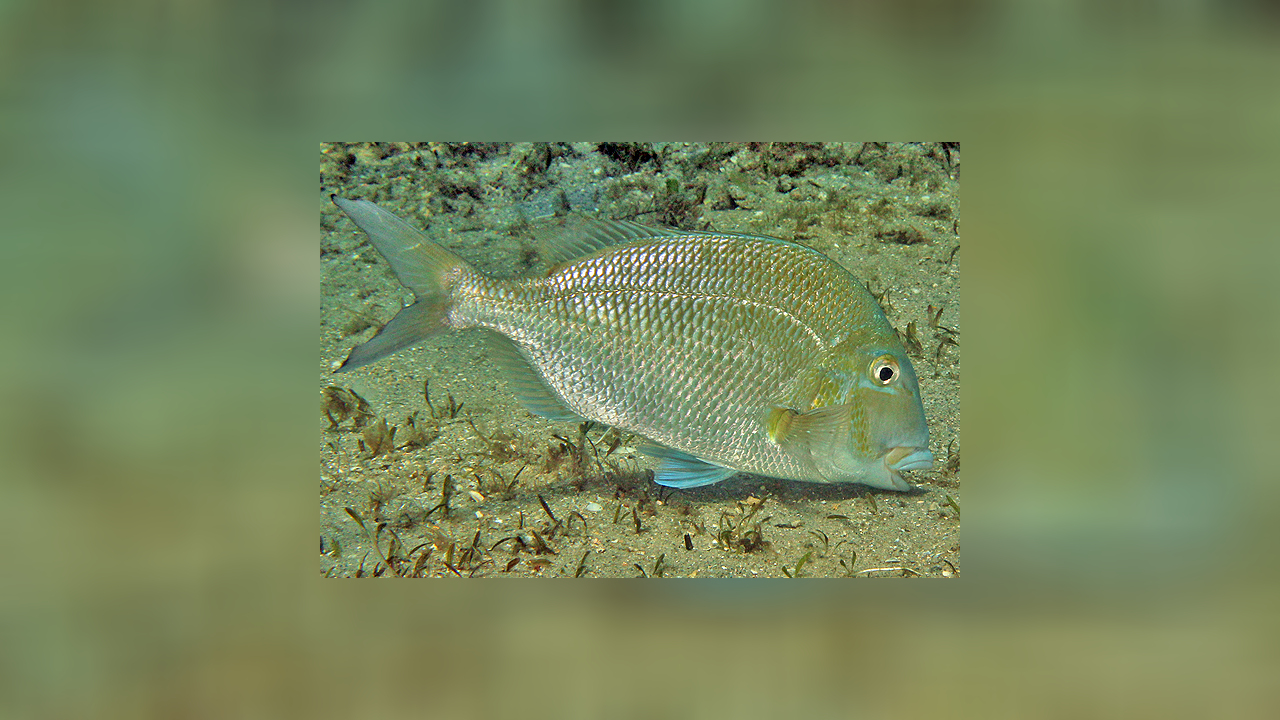 Calamus penna Sheepshead porgy