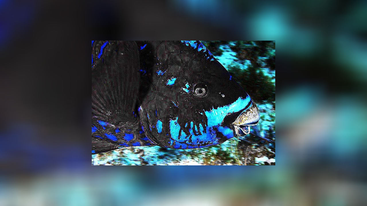 Scarus coelestinus Mitternachts-Papageifisch