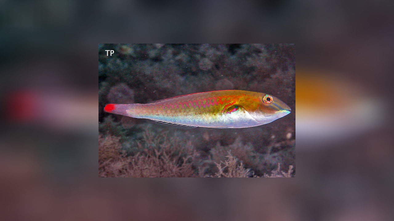 Cryptotomus roseus Bluelip parrotfish