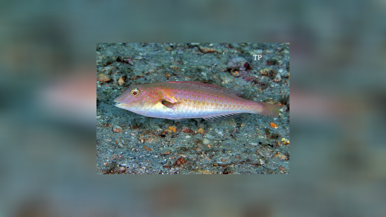 Cryptotomus roseus Bluelip parrotfish