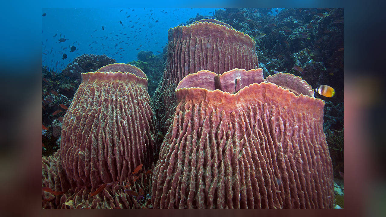 Xestospongia testudinaria barrel sponge