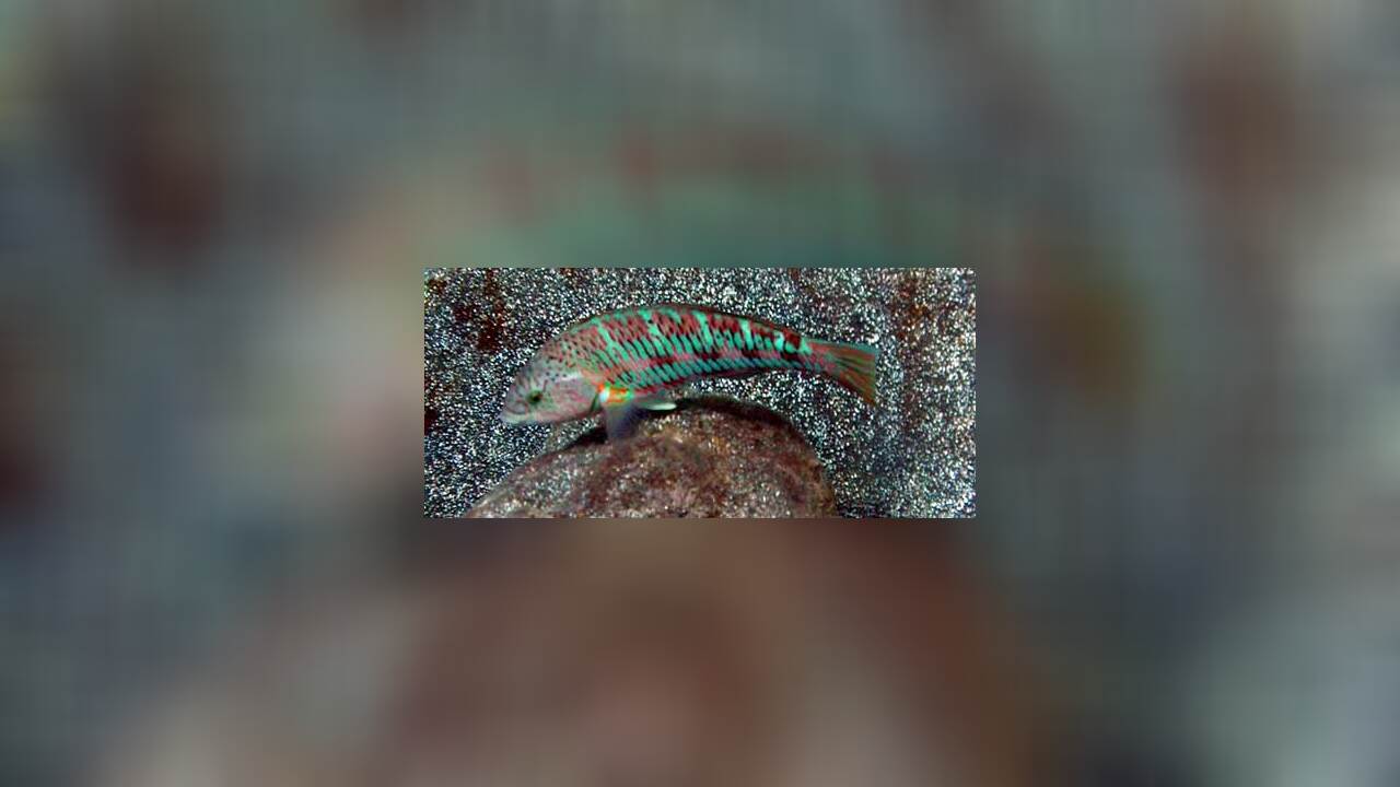 Thalassoma trilobatum Christmas wrasse, Green-barred wrasse, Green ...