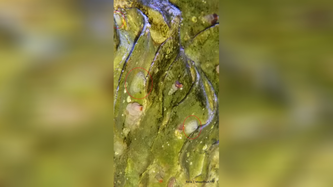 Diodora sp. Keyhole limpet