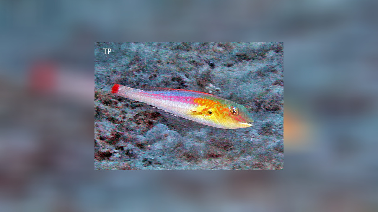 Cryptotomus roseus Bluelip parrotfish