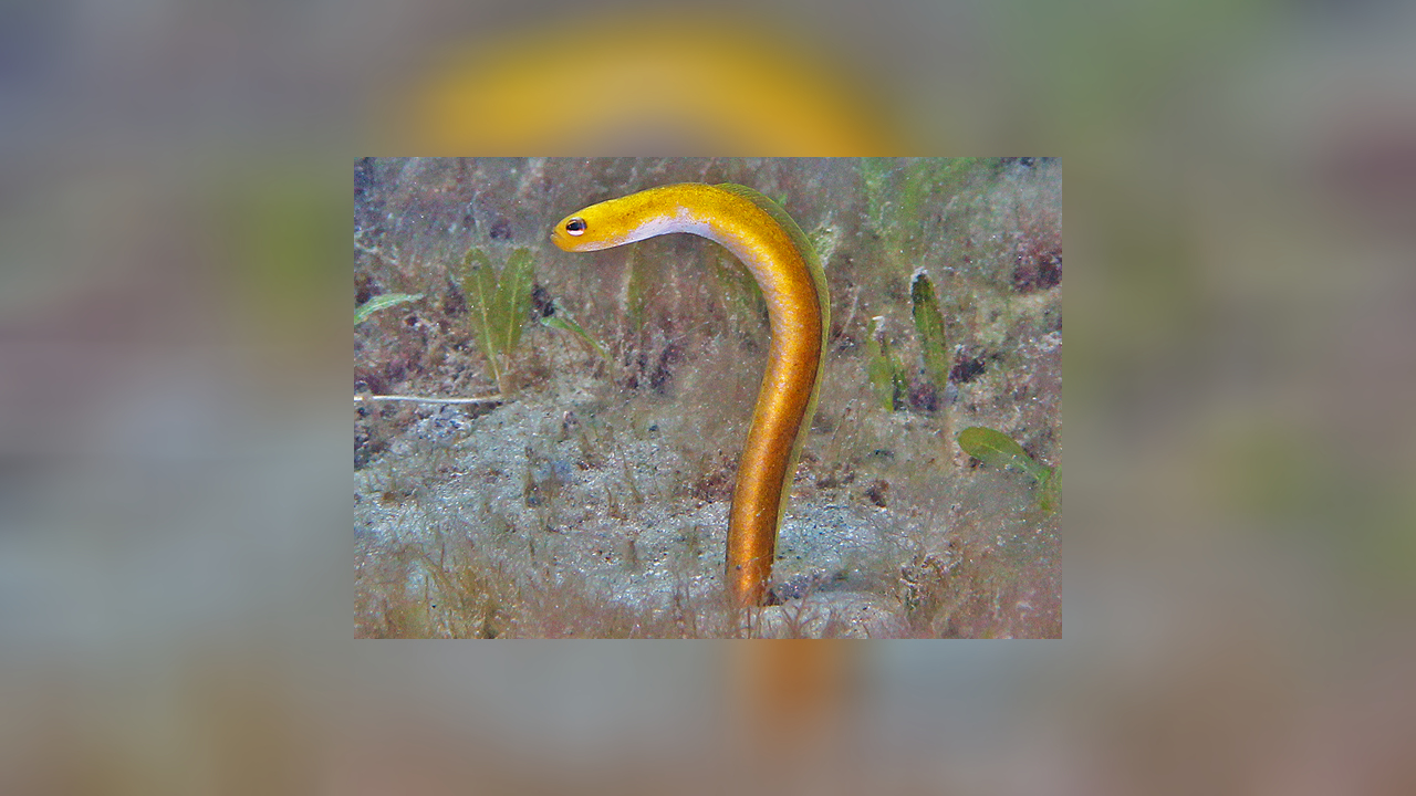 Heteroconger luteolus Yellow garden eel