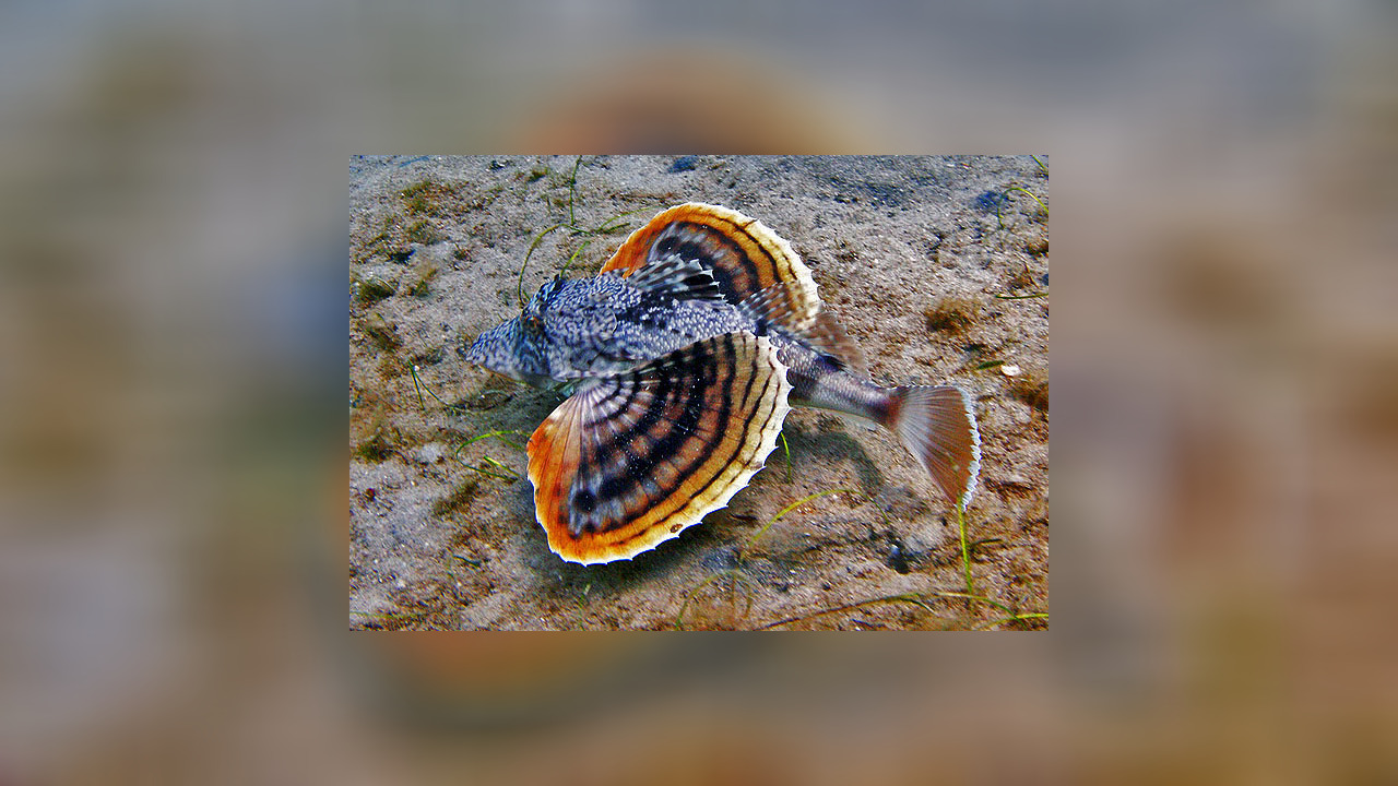 Prionotus tribulus Bighead searobin