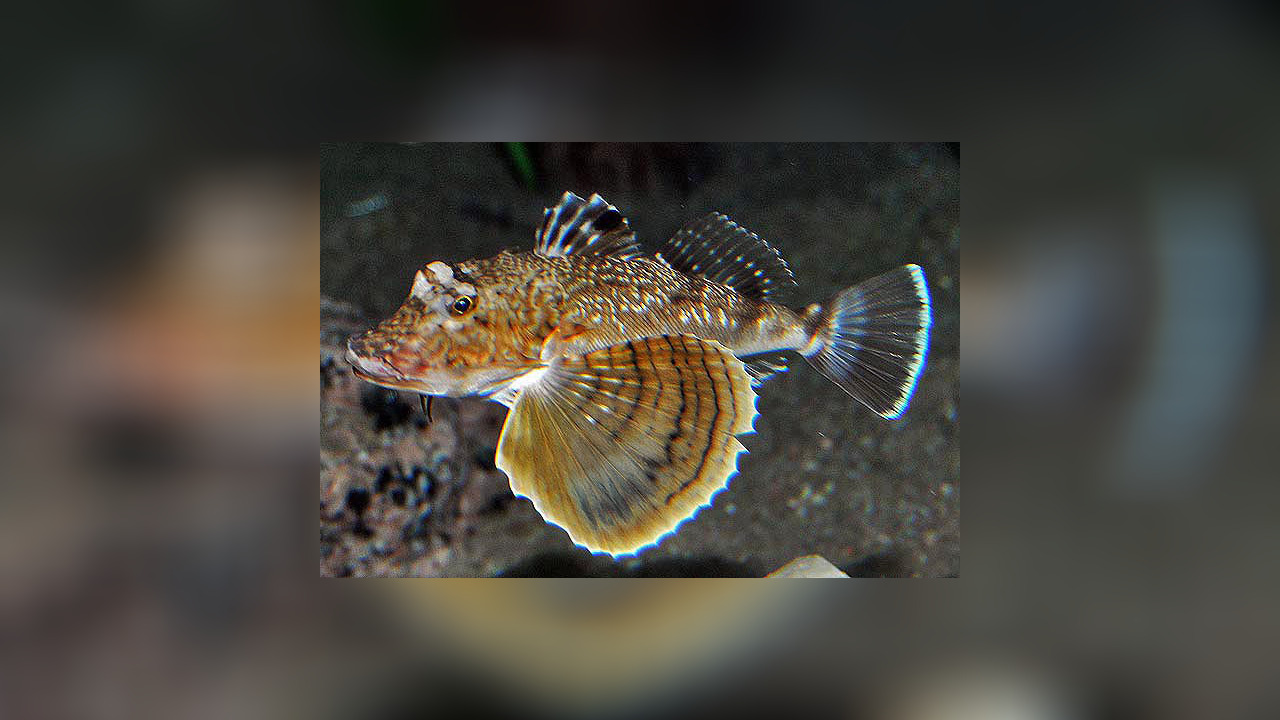 Prionotus tribulus Bighead searobin