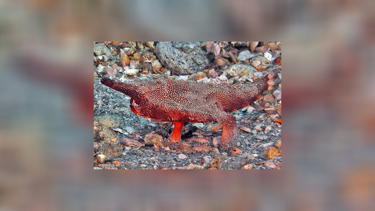 Ogcocephalus corniger Seefledermaus