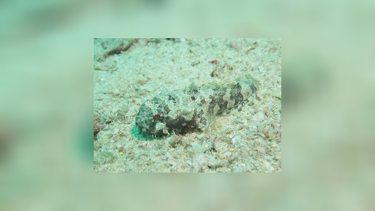 Colletteichthys dussumieri Krötenfisch