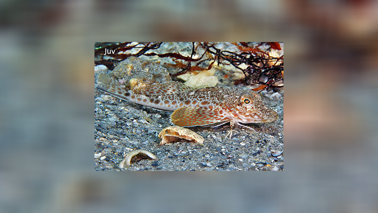 Prionotus scitulus Leopard searobin